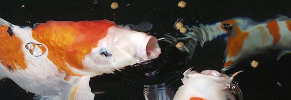 Feeding your pond fish | Blagdon Water Gardening