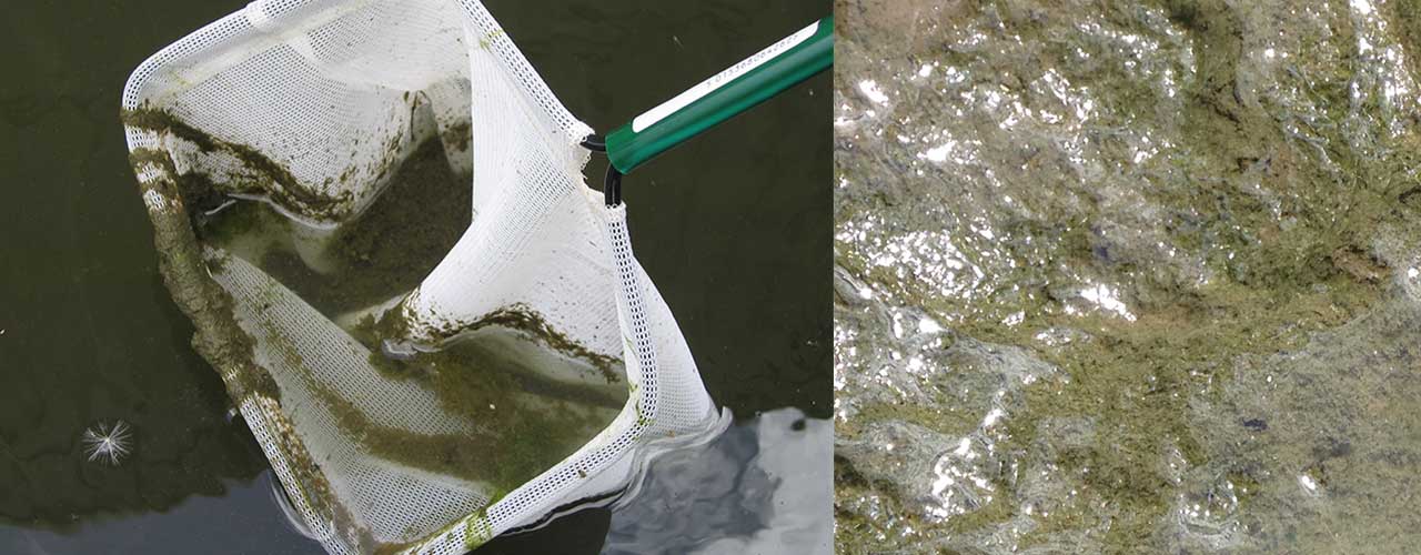 How To Remove Pond Sludge | Blagdon Water Gardening